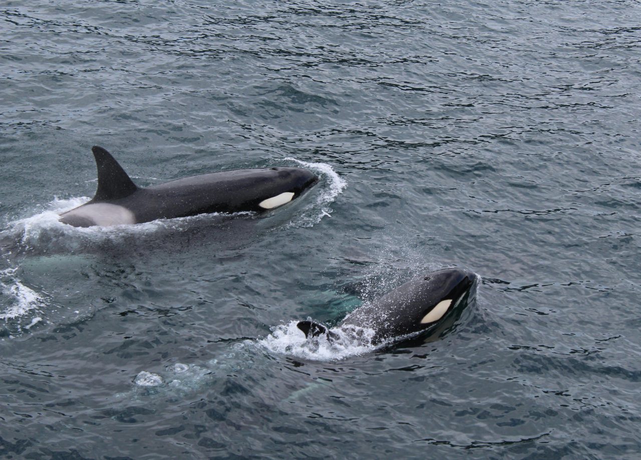 Whales of Antarctica - Antarctica7 - Know your whales