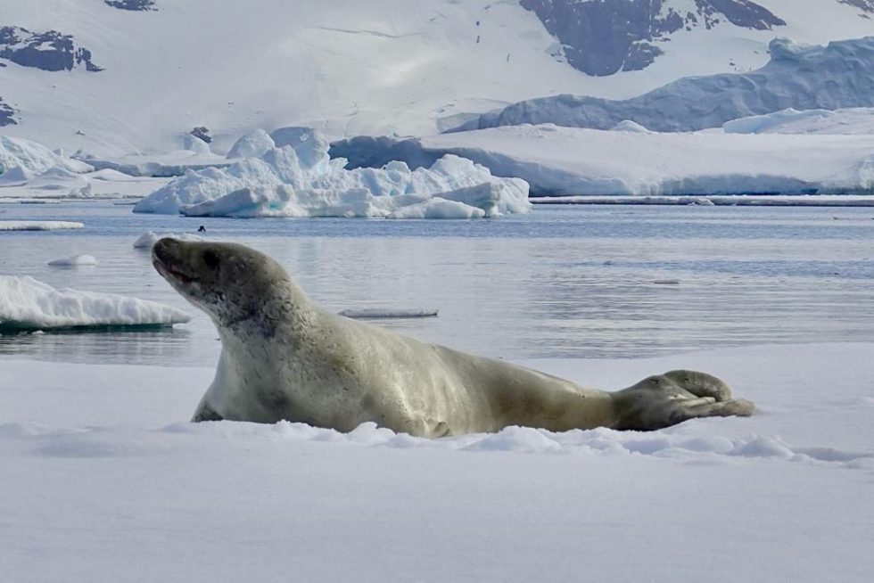 Seals of Antarctica - Antarctica7 - Know your seals