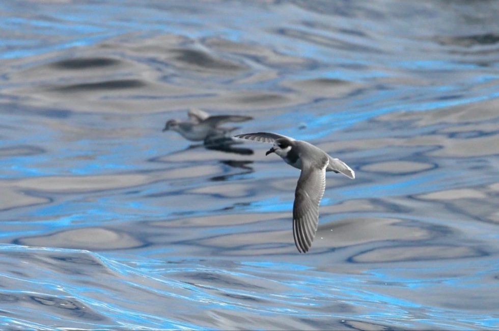 Antarctic Shearwaters and Petrels - Antarctica7- Hardy seabirds