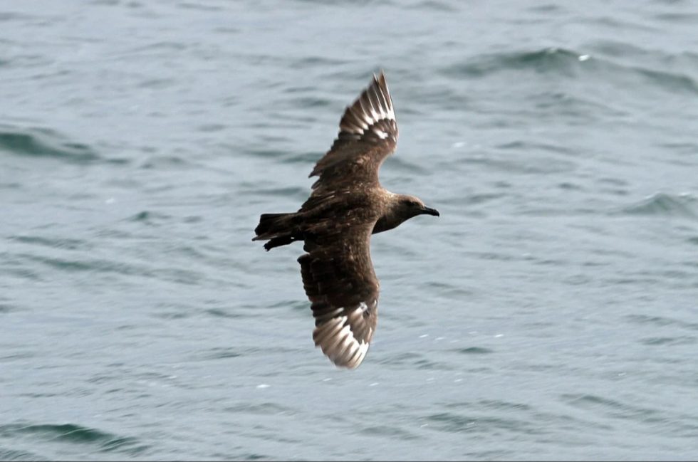 Skuas of Antarctica - Antarctica7