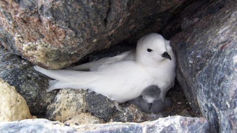 Antarctic Shearwaters and Petrels - Antarctica7- Hardy seabirds