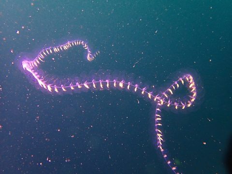 Plankton in Antarctica - Antarctica7 - The base of the food web in ...